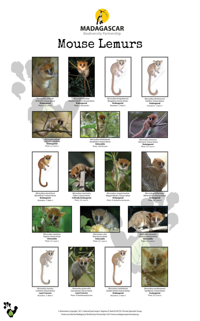 Red List of Threatened Lemurs - Madagascar Biodiversity Partnership